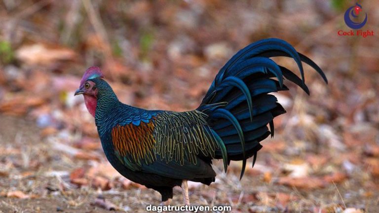 Gà rừng Việt Nam - Các giống gà quý hiếm được ưa chuộng