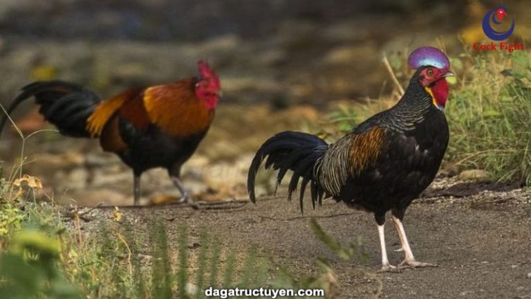 Gà rừng Việt Nam - Các giống gà quý hiếm được ưa chuộng