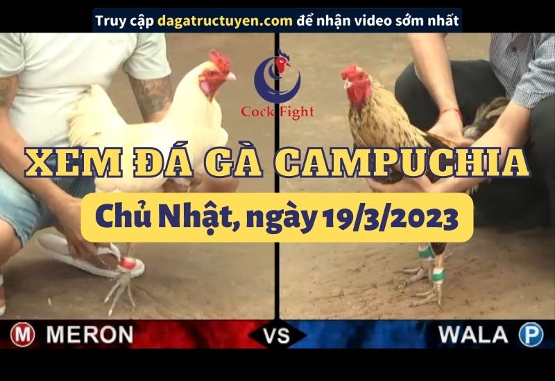 Đá gà Thomo 999 Campuchia 19/03/2023 - FULL Clip