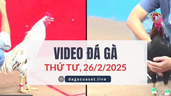Video gà mạng C2/ C3 Campuchia ngày 26/2/2025